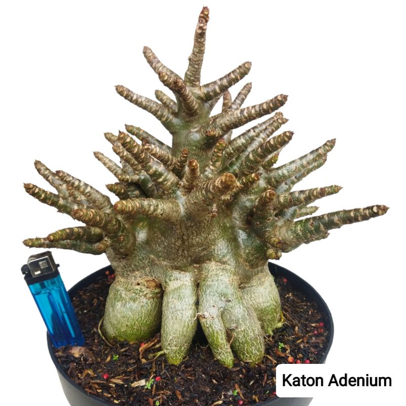 Jual Adenium ZOMBI ISLAND ( PROKAR ) | Shopee Indonesia