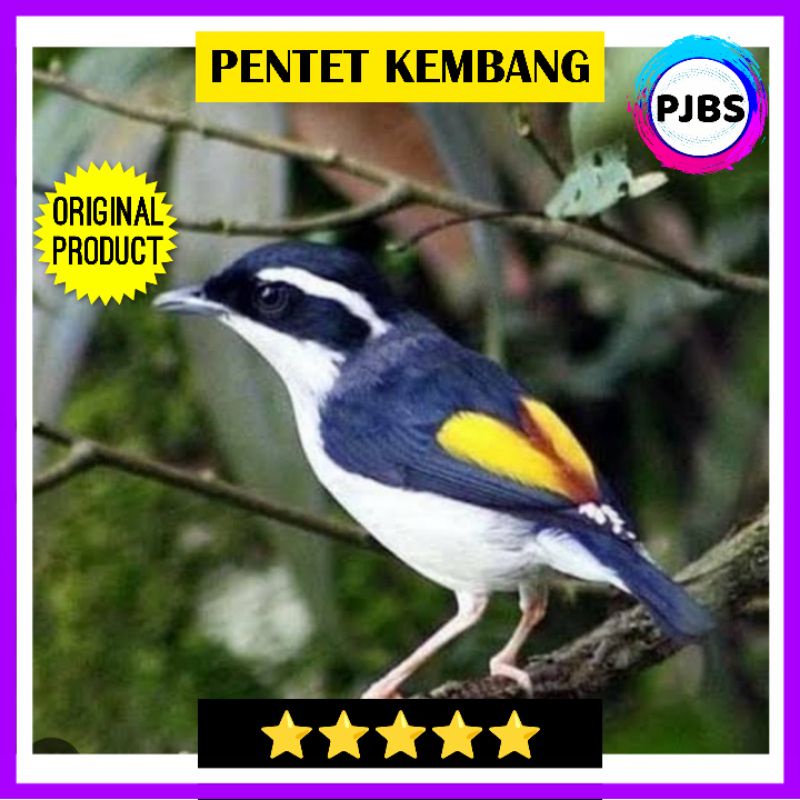 Jual PENTET CENDET KEMBANG JANTAN bukan jatim | Shopee Indonesia