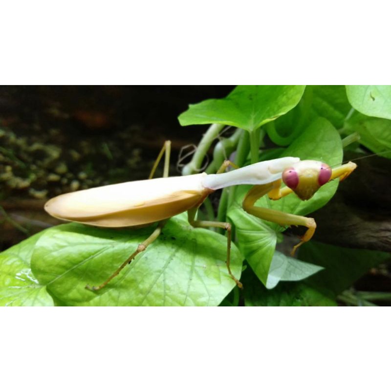 Jual gold praying mantis | Shopee Indonesia