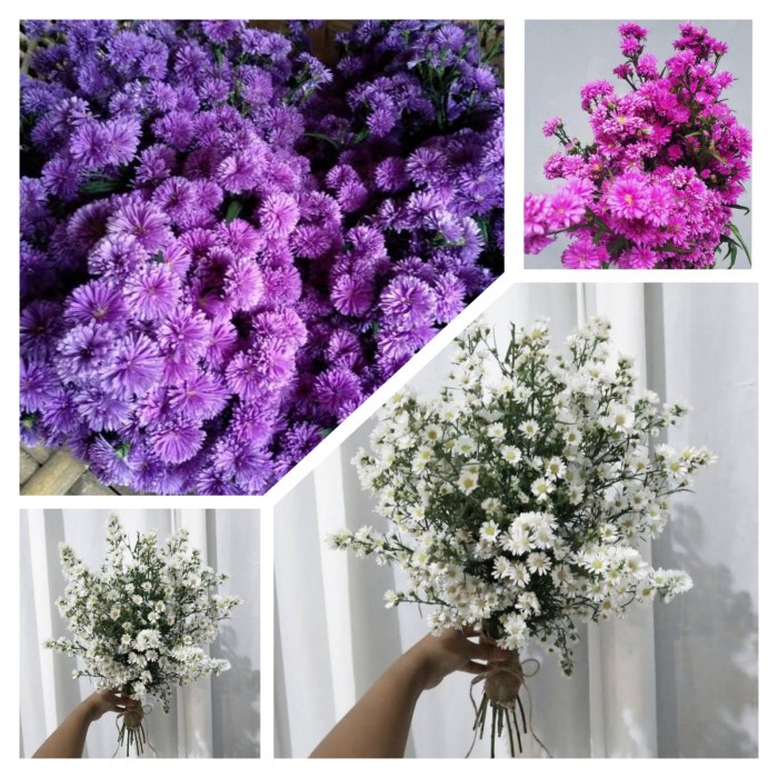 Jual Bunga Potong Pikok Fresh 1 ikat isi 15-30 batang untuk buket ...