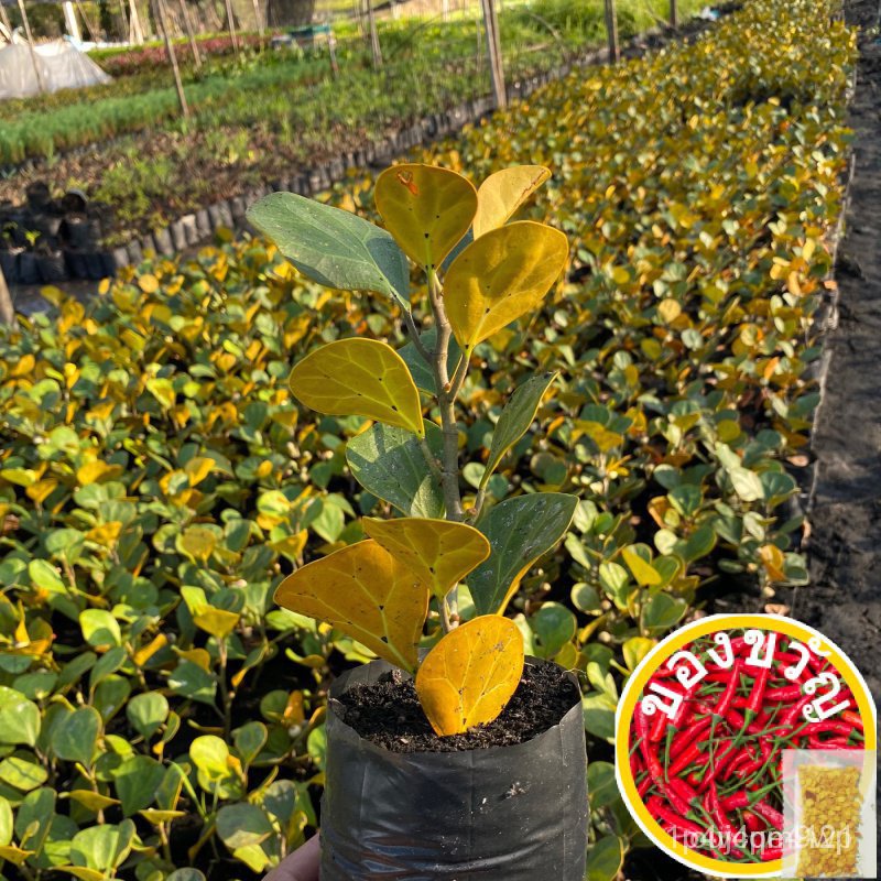Jual Bibit/biji/bunga/taman/bunga matahari/bunga/rumput/jagung/Anggrek ...