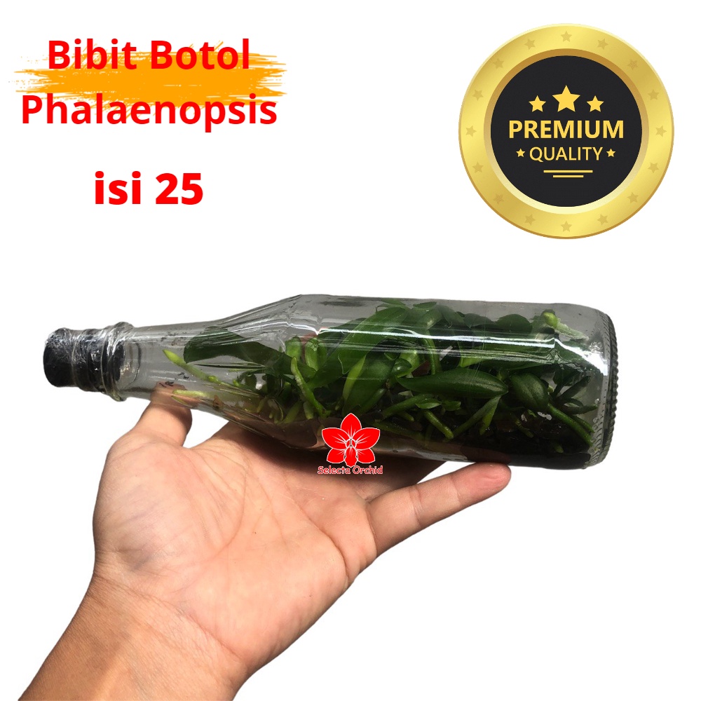 Jual Bibit Tanaman Bunga Anggrek Bulan Botol - Botolan anggrek ...