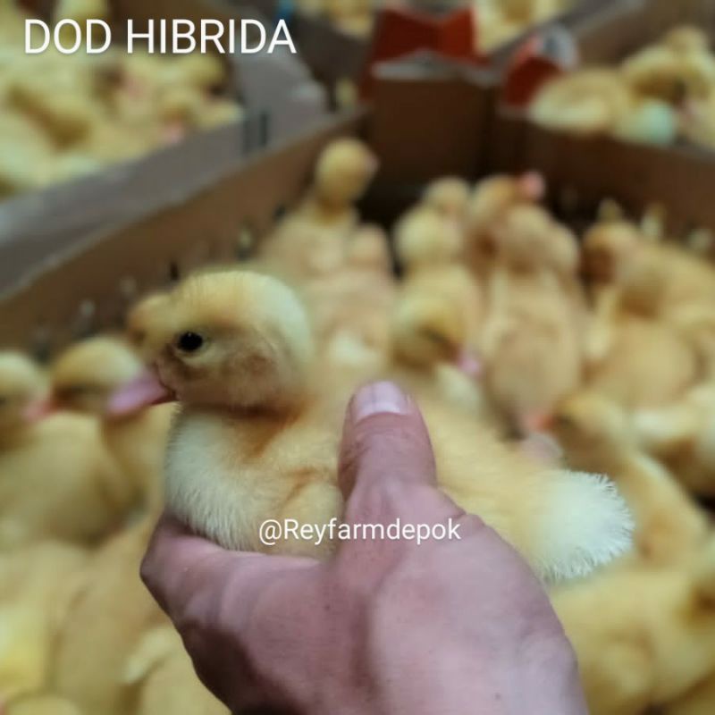 Jual DOD BEBEK HYBRIDA / ANAK BEBEK PEKING / ANAK HIBRIDA / BEBEK ...