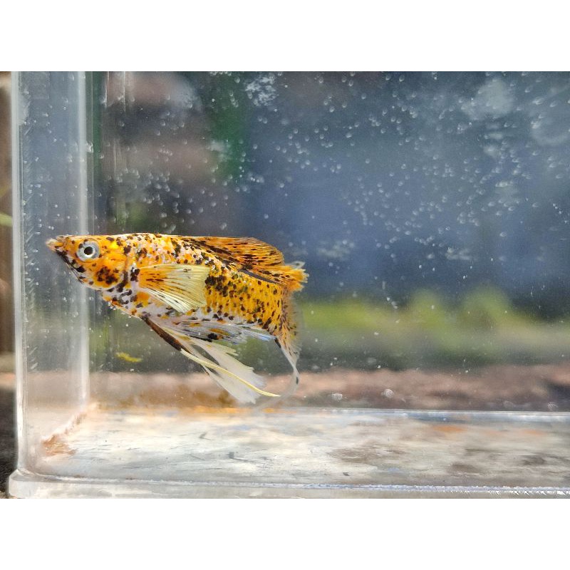 Jual sailfin molly lyretail catton ribbon aksesoris aquarium | Shopee ...