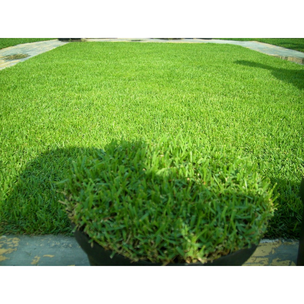 Jual Tanaman Rumput Jepang (Zoysia japonica)Per 1 Meter - Rumput Jepang ...