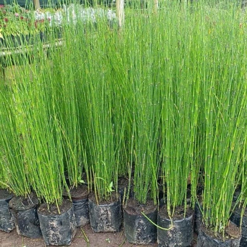 Jual Tanaman hias Bambu air - Bambu air kondisi rimbun | Shopee Indonesia