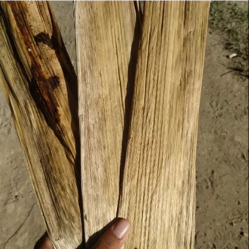 Jual Pelepah pisang kering panjang 30 cm untuk kerajinan tangan ...