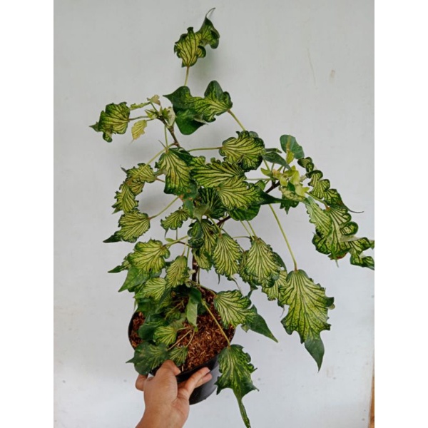 Jual Waru Wayang | Shopee Indonesia