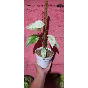 Jual Epipremnum Hanoman SP Bali | Shopee Indonesia