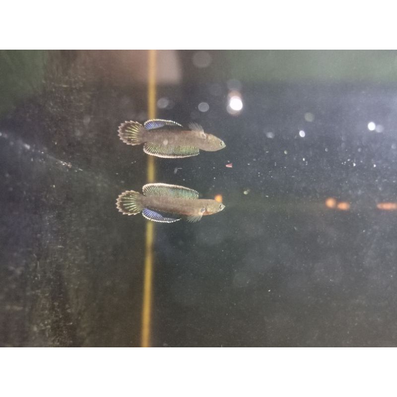 Jual Chana Andrao high Fin Rim Tebal | Shopee Indonesia