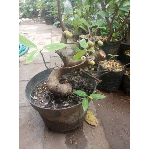 Jual Bibit Bonsai Loa Turun Cangkok | Shopee Indonesia