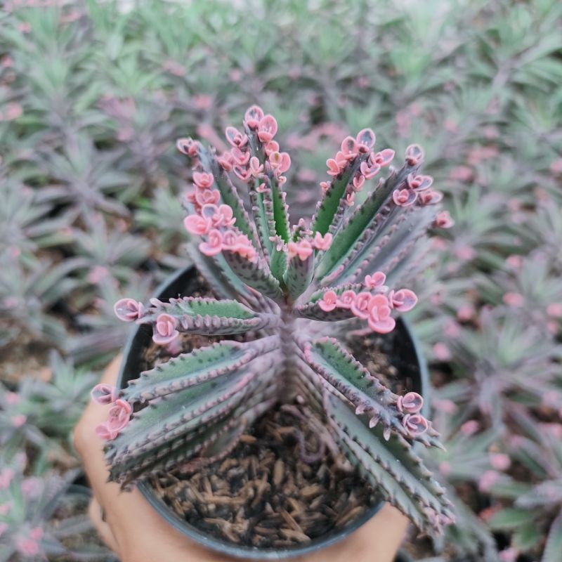 Jual Kalanchoe Daigremontiana || Mother of Millions || Sekulen cocor ...