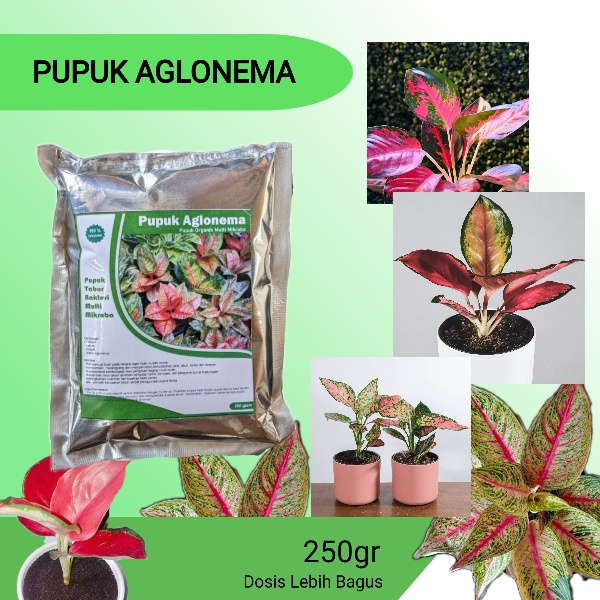 Jual Pupuk Aglonema Organik Cepat Tumbuh Tunas Mempercantik Daun ... Jual Pupuk Aglonema Organik Cepat Tumbuh Tunas Mempercantik Daun ...
