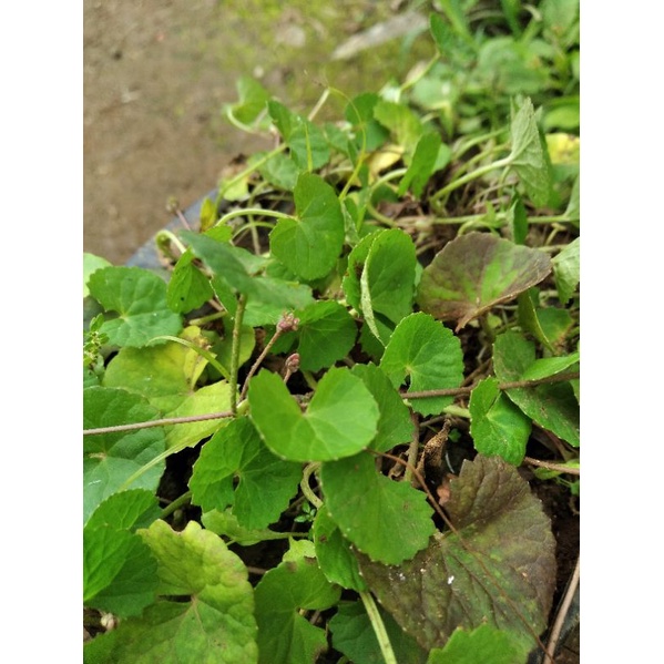 Jual antanan merah pegagan siap tanam | Shopee Indonesia