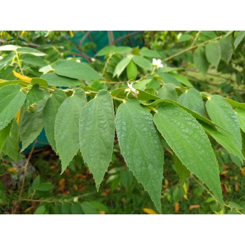 Jual daun talok segar / daun ceri / daun kersen / daun anggrung NON ...