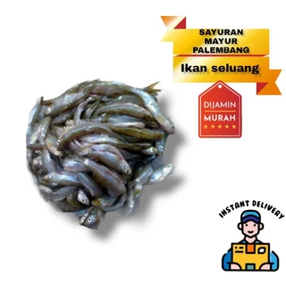 Jual Ikan Seluang Terlengkap & Harga Terbaru Mei 2024 | Shopee Indonesia