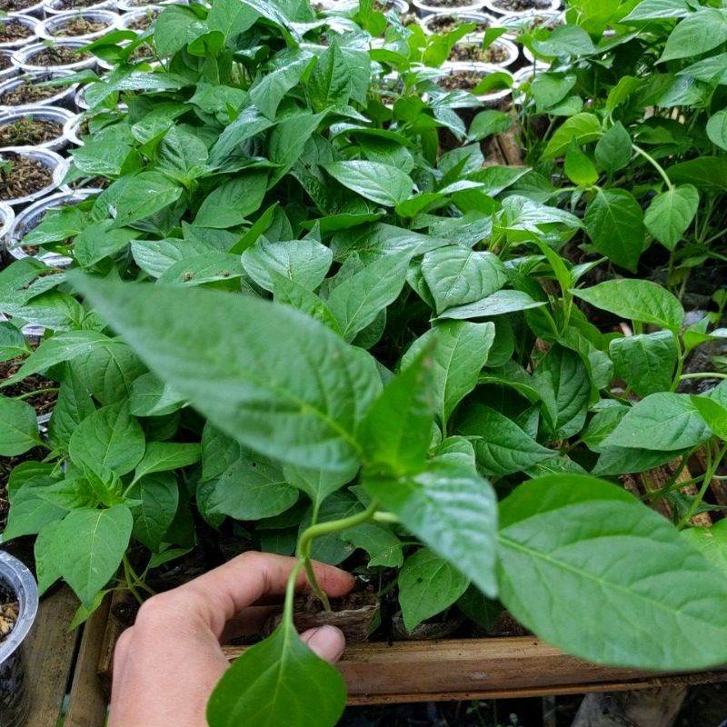 Jual KEBUN DZAKI - Bibit Cabe Rawit Setan Siap Tanam | Shopee Indonesia