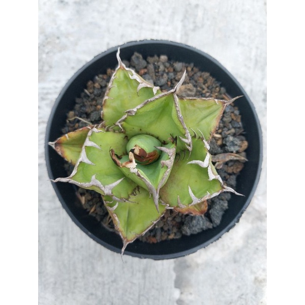 Jual Agave Titanota No. 1 | Shopee Indonesia