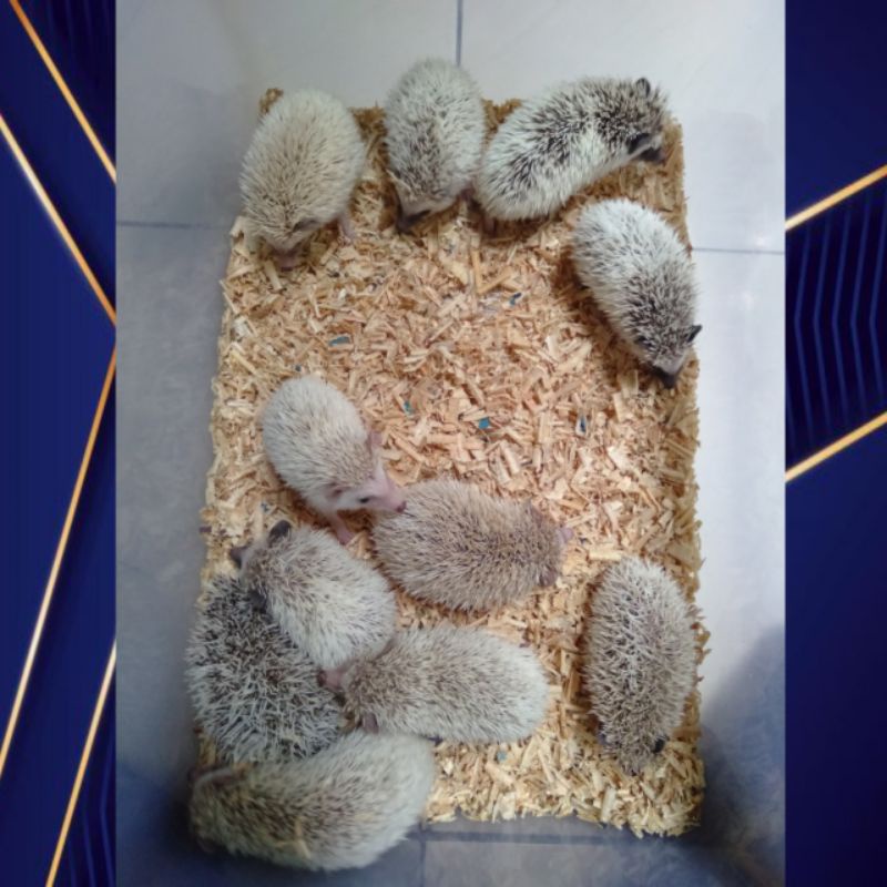 Jual landak mini anakan jenis albino,saltpaper,pinto,cinnamon,cinnicot ...