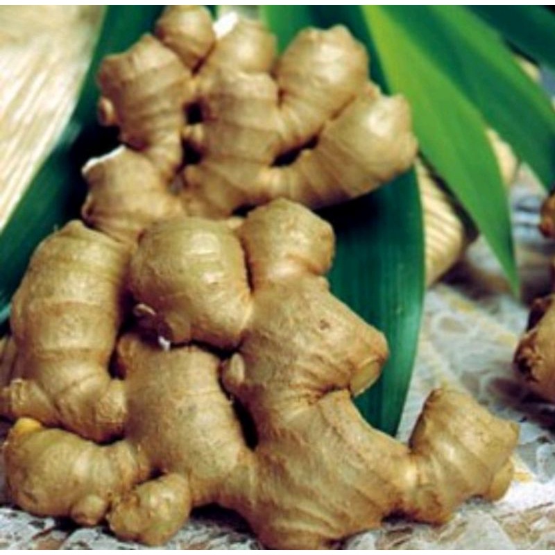 Jual 1kg lempuyang gajah/ jumbo | Shopee Indonesia