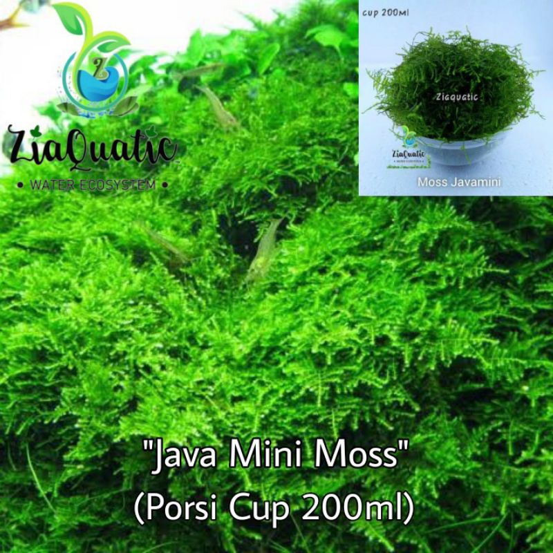 Jual Tanaman Aquascape Aquarium Moss Java Mini Porsi Cup 200ml | Shopee Indonesia
