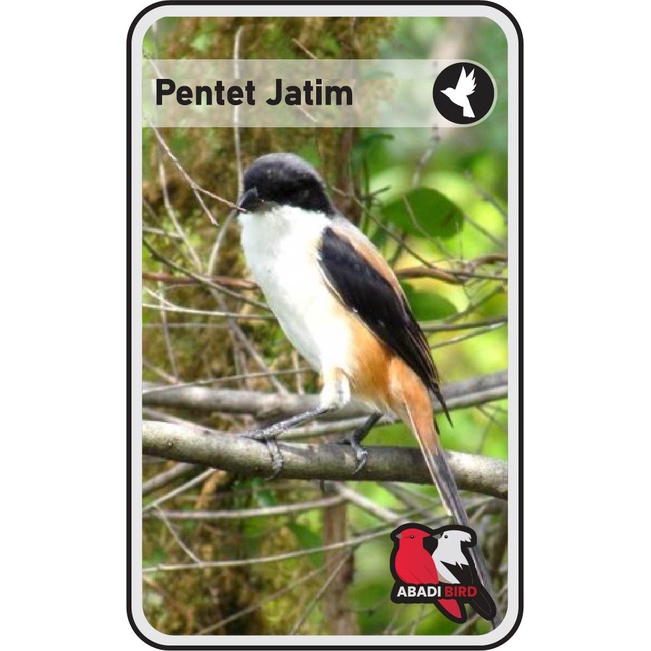 Jual Kartu Pentet Jatim Trotol | Shopee Indonesia