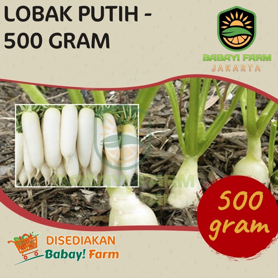 Jual Lobak Putih Daikon 500 gr / 1 kg | Shopee Indonesia