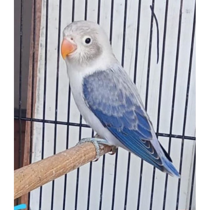Jual Lovebird Biola Ewing Move dan Blue dan Vio | Shopee Indonesia