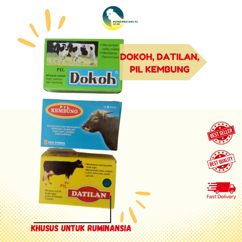 Jual DOKOH - DATILAN - PIL KEMBUNG SAPI | Shopee Indonesia