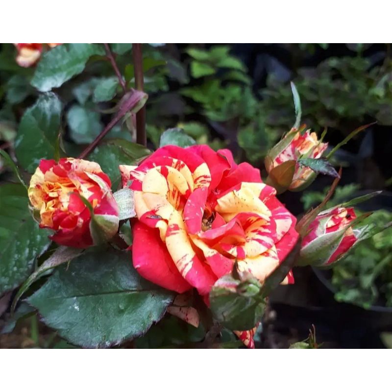 Jual tanaman mawar batik suyok/batik orange | Shopee Indonesia