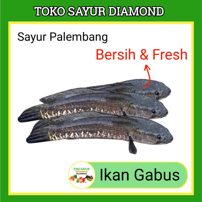 Jual Ikan Gabus Fresh - Palembang | Shopee Indonesia