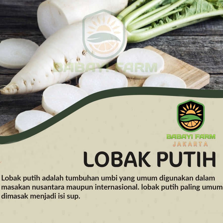 Jual Lobak Putih Daikon 500 gr / 1 kg | Shopee Indonesia