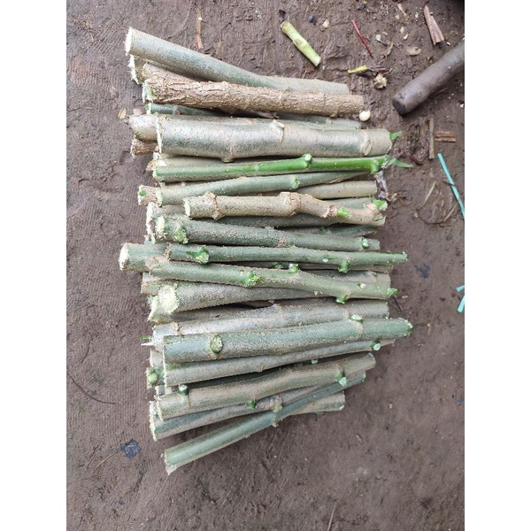 Jual Bibit Singkong Karet Jenis Legum Pakan Ternak Kambing Kontes dan ...