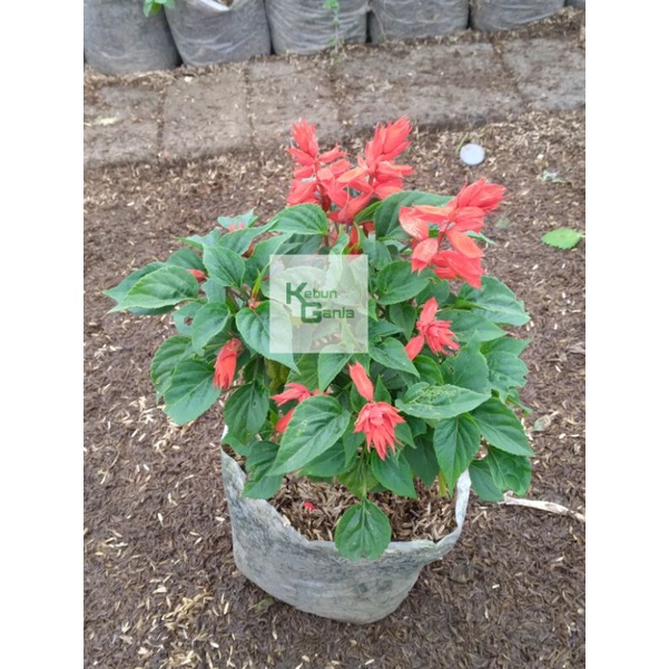 Jual bunga salvia tanaman bunga salpiah | Shopee Indonesia