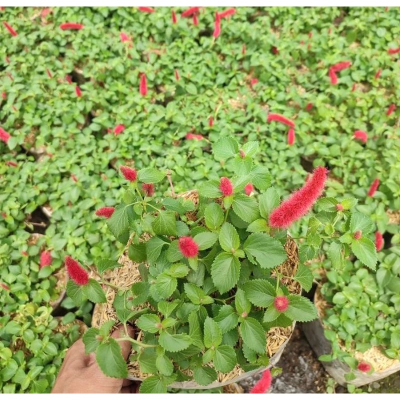 Jual tanaman ulat bulu merah/tanaman ekor kucing | Shopee Indonesia