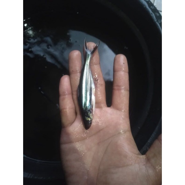 Jual bibit ikan patin ukuran 8-9 cm | Shopee Indonesia