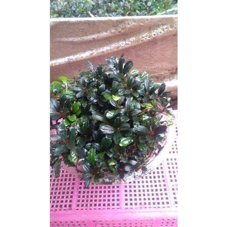 Jual Bucephapandra mini Boyan grade A emersed | Shopee Indonesia