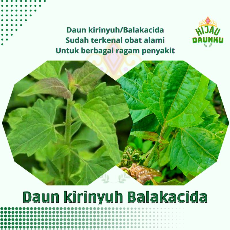 Jual Tumbuhan Bibit Daun Kirinyuh Balakacida Kopasanda Obat Herbal ...