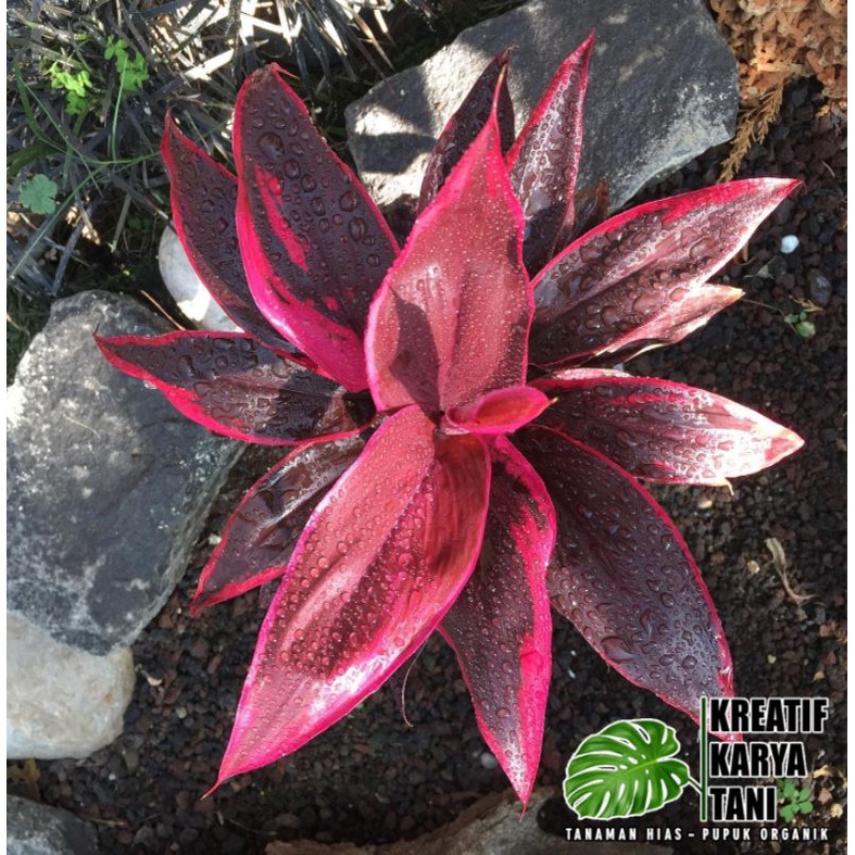 Jual Tanaman hias hanjuang merah - Andong merah hanjuang | Shopee Indonesia