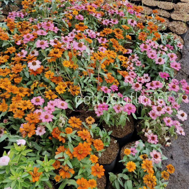 Jual Tanaman Hias Bunga Zinnia (Bougainvillea glabra)Bunga Kertas pohon ...