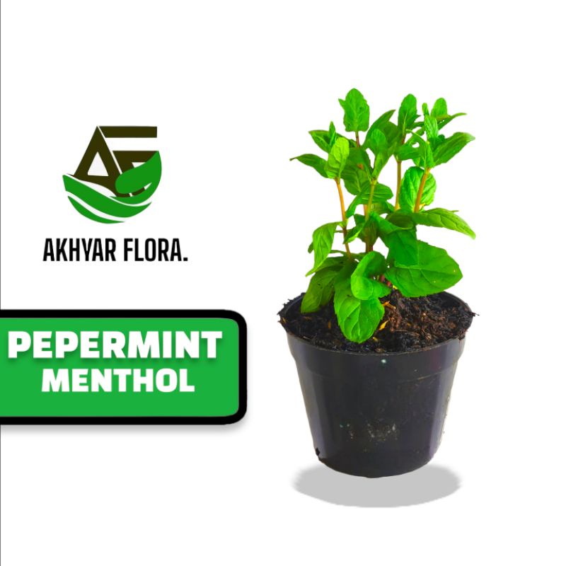 Jual Tanaman Daun Mint Pepermint Daun Menthol Herbal Peppermint Mentha ...