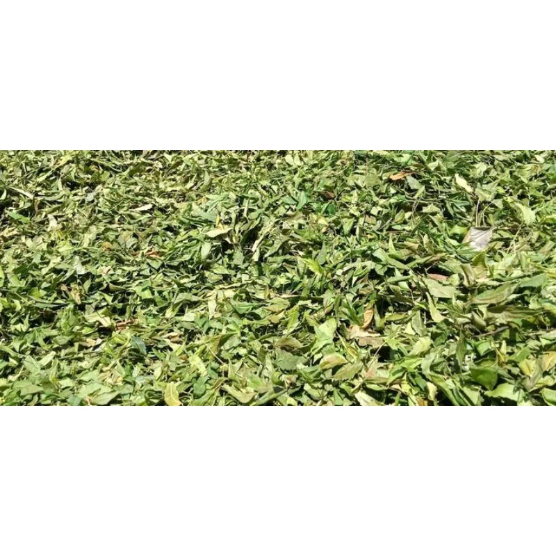 Jual Daun mimba atau daun Mindi kering 250gram | Shopee Indonesia