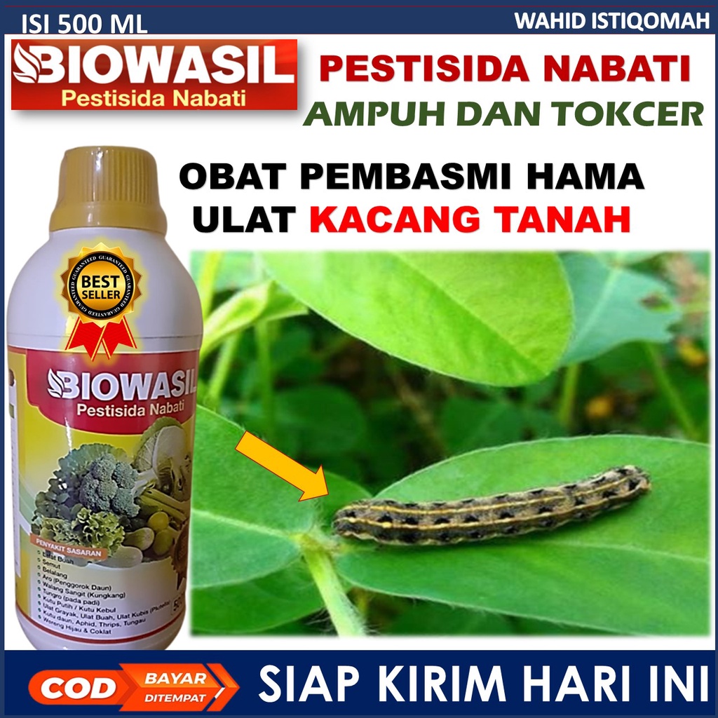 Jual (PROMO COD) Obat Hama ulat kacang tanah Paling Ampuh Sudah ...