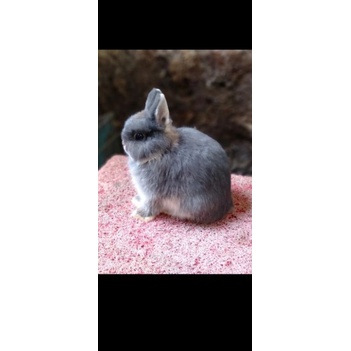 Jual Kelinci mini Nd Nedherland dwarf | Shopee Indonesia
