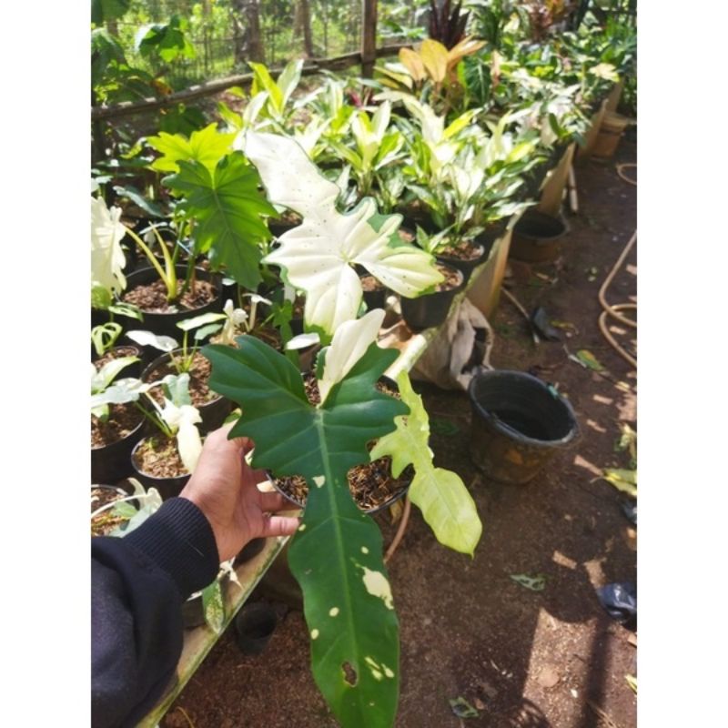 Jual philo dragon variegata remaja 3-5 daun | Shopee Indonesia