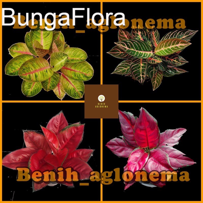 Jual 4 jenis bibit bonggol aglonema black maroon, red sumatra, suksom ...