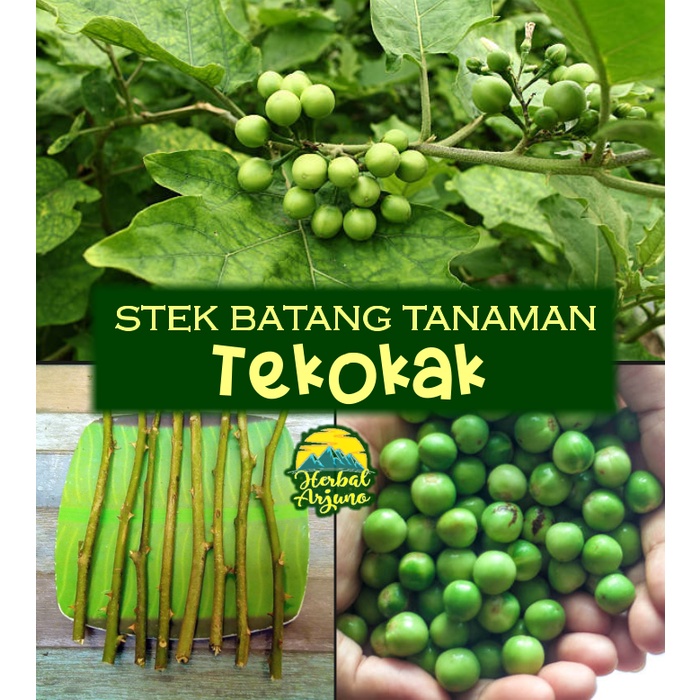 Jual 021D (5pcs) Stek Batang Tanaman Pokak Tekokak Takokak Cepokan ...