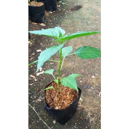 Jual Bibit Tanaman Buah Cabe Rawit Jablay -CAI sukses | Shopee Indonesia