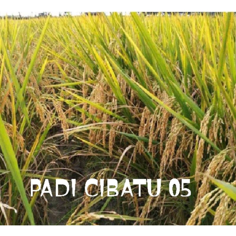 Jual PADI CIBATU 05 (CIHERANG BATU) | Shopee Indonesia
