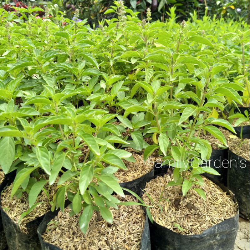 Jual Bibit Tanaman Kemangi / Daun Lalap Kemangi | Shopee Indonesia